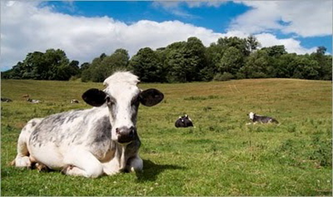 8 Hewan yang Dapat Meramal Cuaca